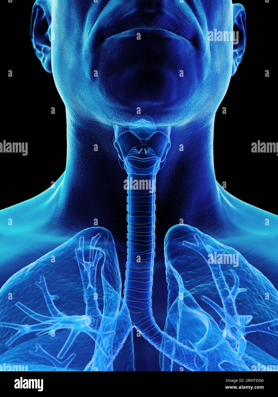Male lower airway, illustration Stock Photo - Alamy