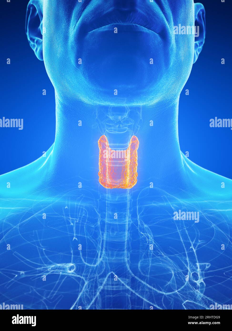 Male thyroid glands, illustration Stock Photo - Alamy