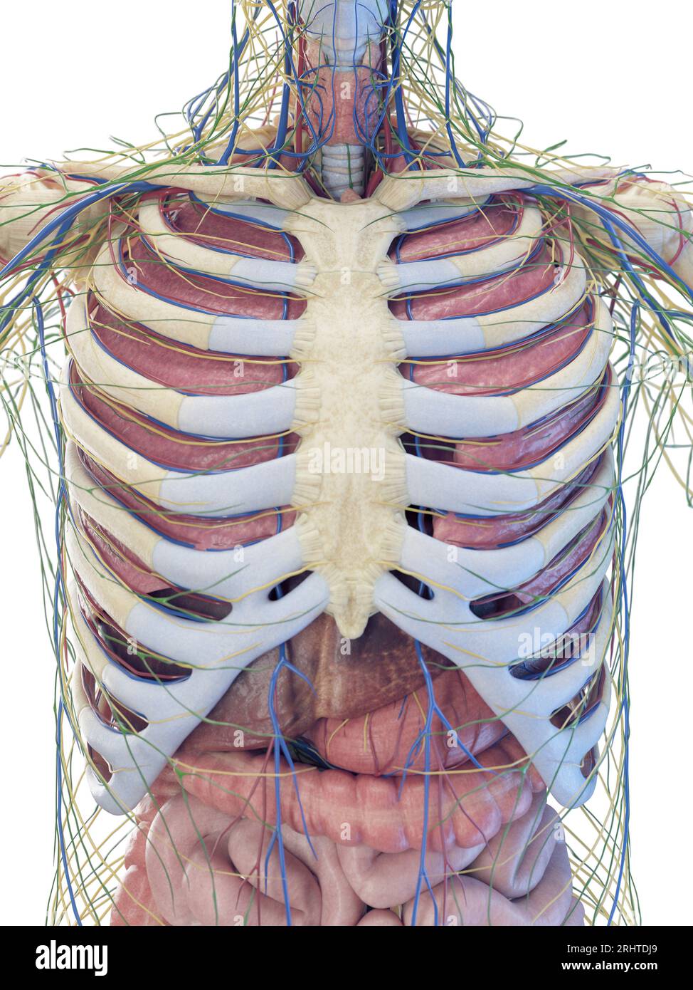 Male internal organs, illustration Stock Photo - Alamy