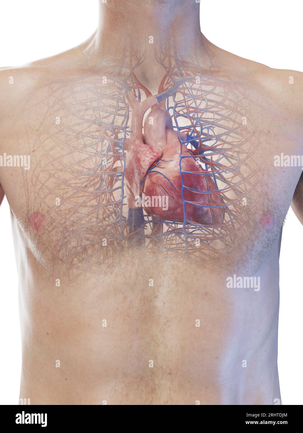 Male cardiovascular system, illustration Stock Photo - Alamy