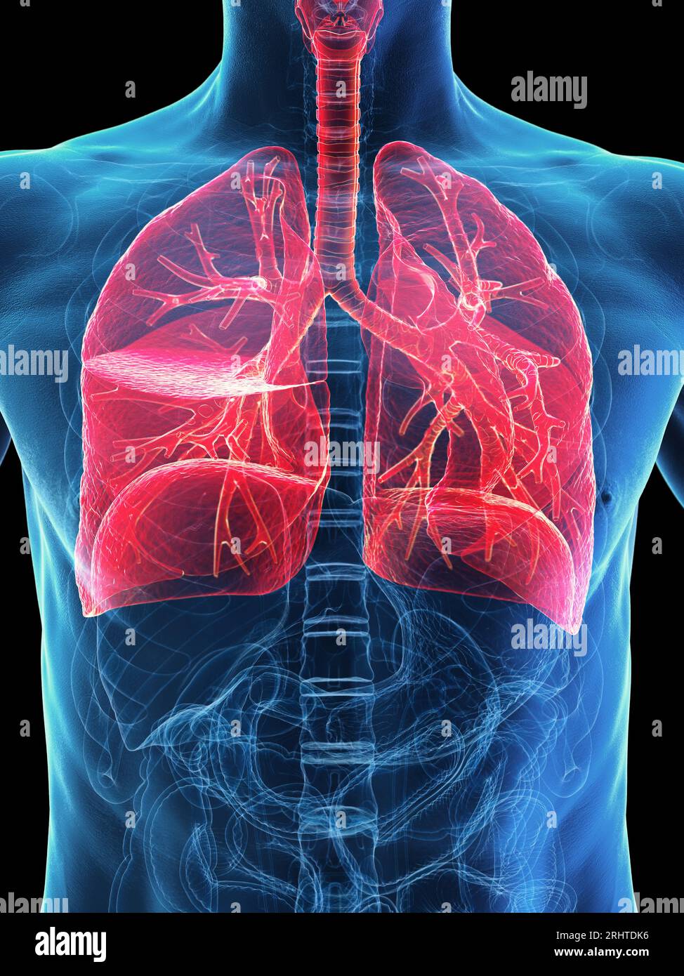 Male lower airway, illustration Stock Photo - Alamy