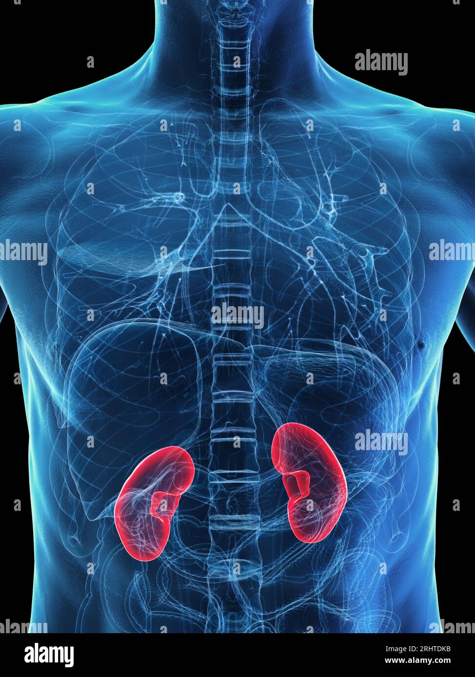Male kidneys, illustration Stock Photo - Alamy