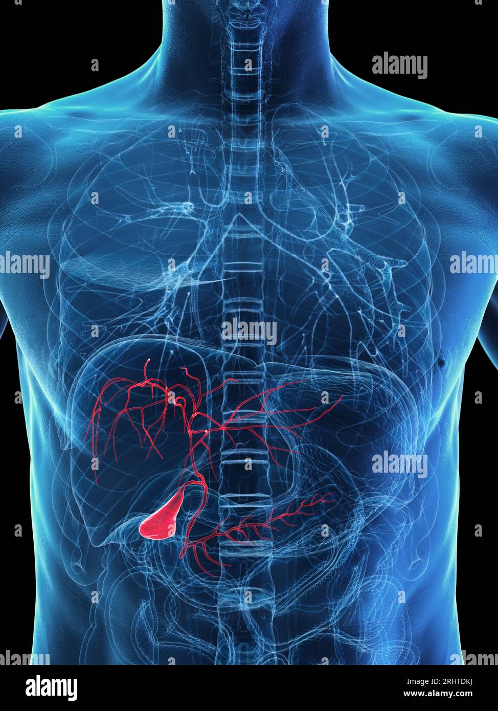 Male gallbladder, illustration Stock Photo - Alamy