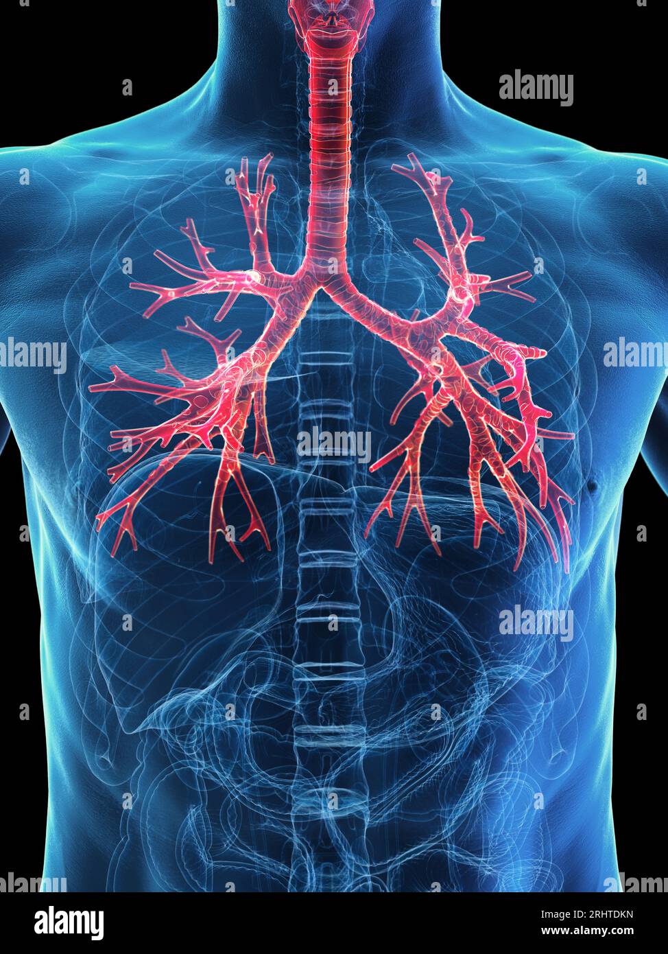 Male bronchi, illustration Stock Photo - Alamy