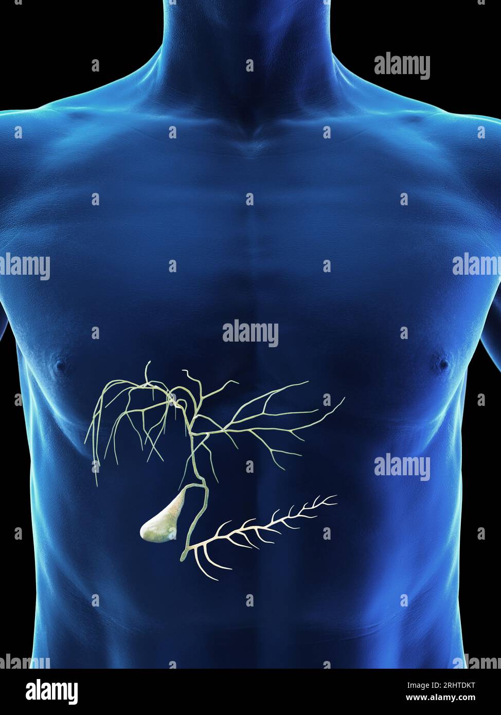 Male gallbladder, illustration Stock Photo - Alamy