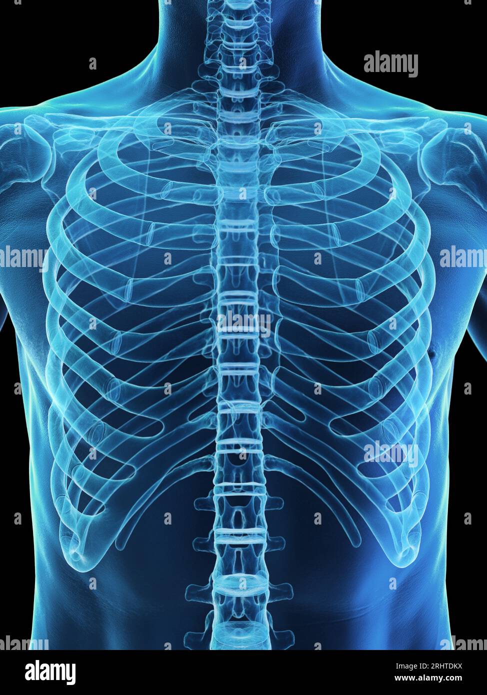 Male ribcage, illustration Stock Photo - Alamy