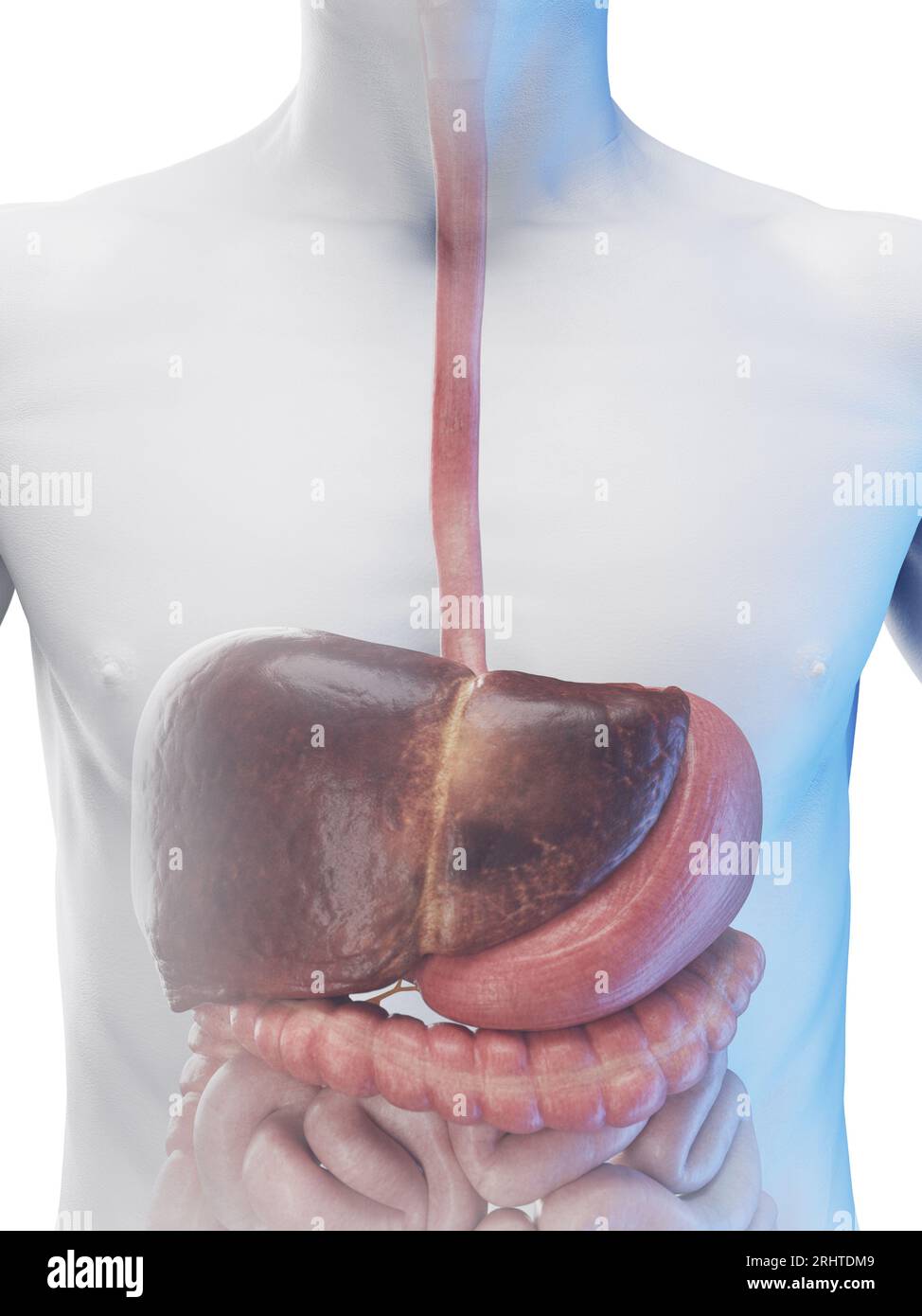 Digestive organs hi-res stock photography and images - Alamy