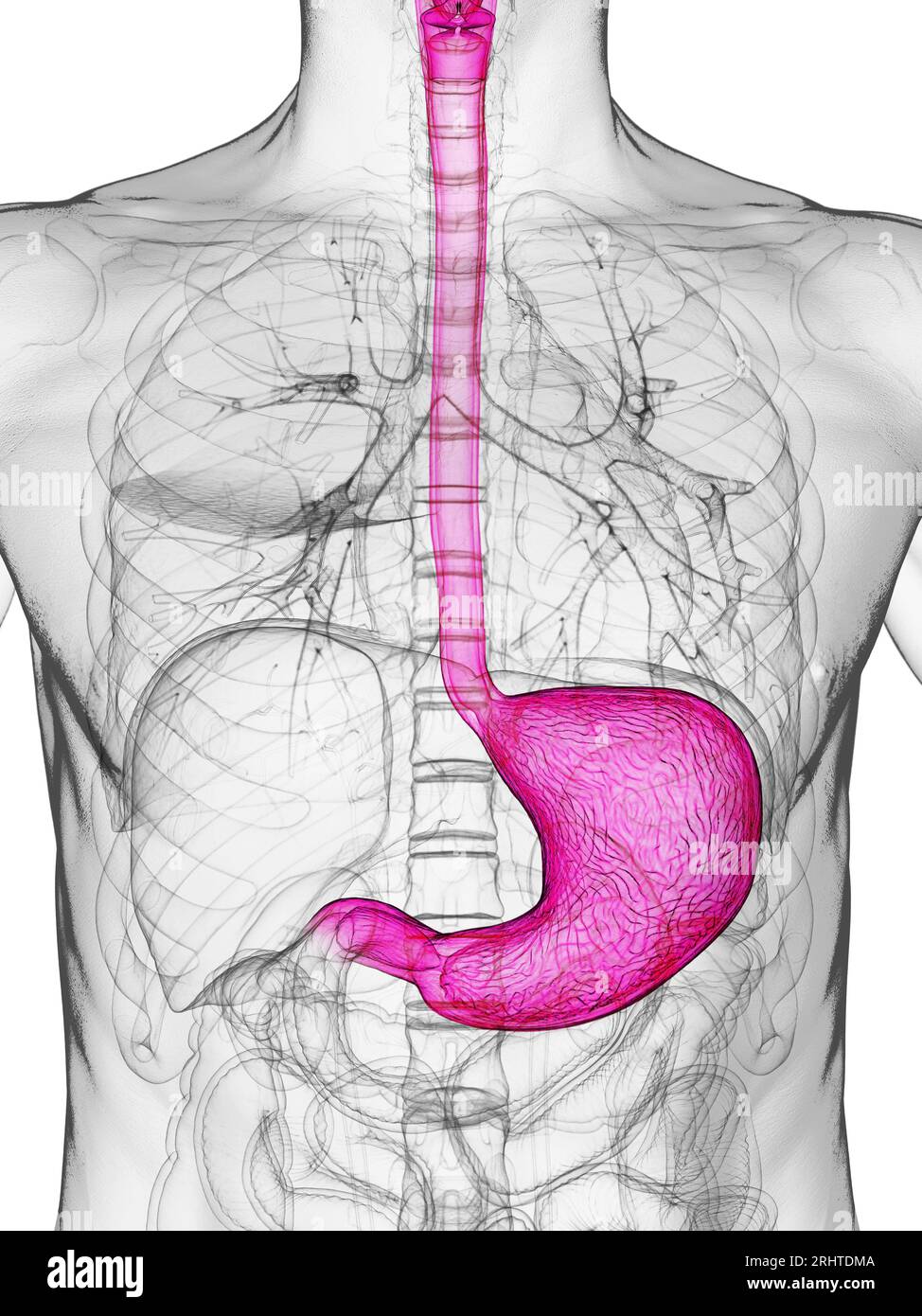 Male stomach, illustration Stock Photo - Alamy