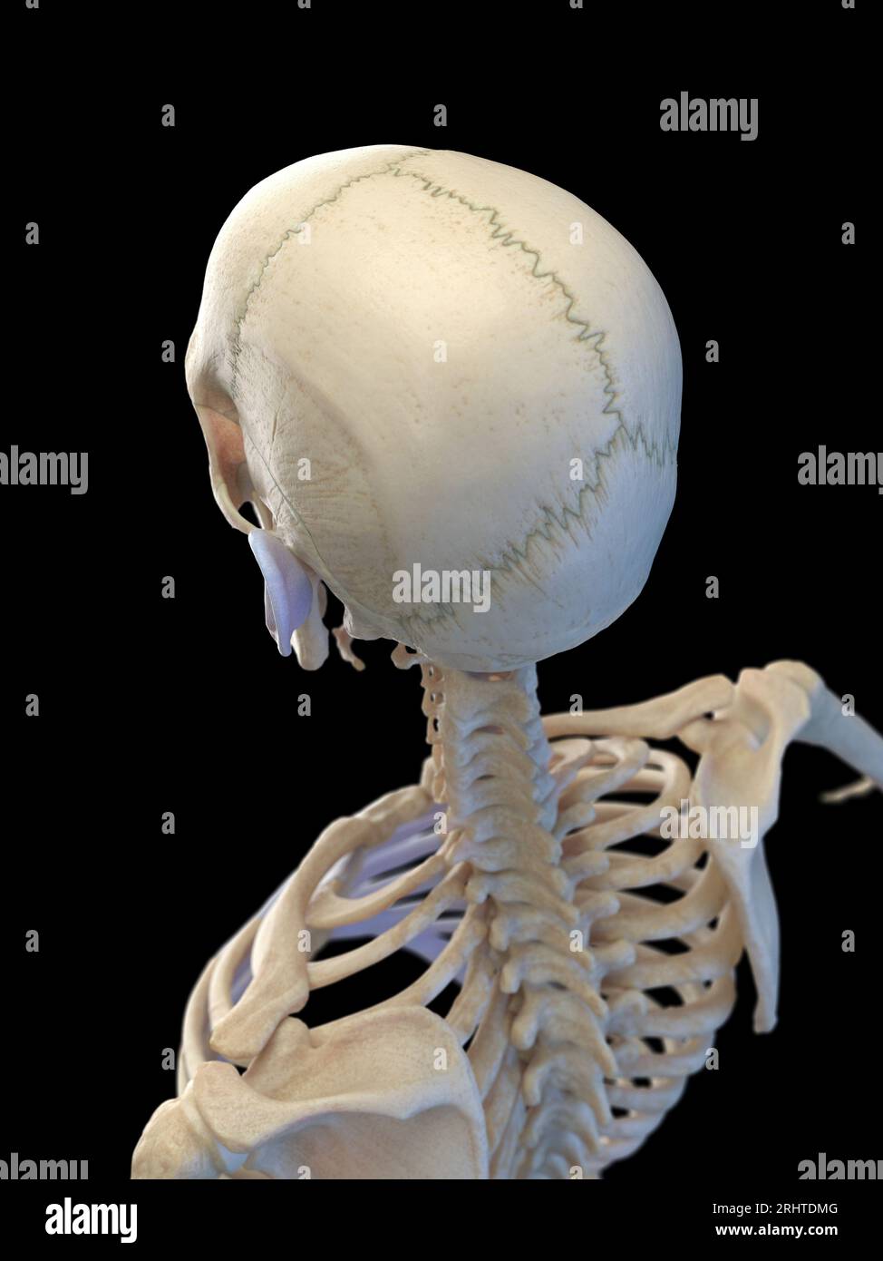 Bones of the head and upper back, illustration Stock Photo - Alamy