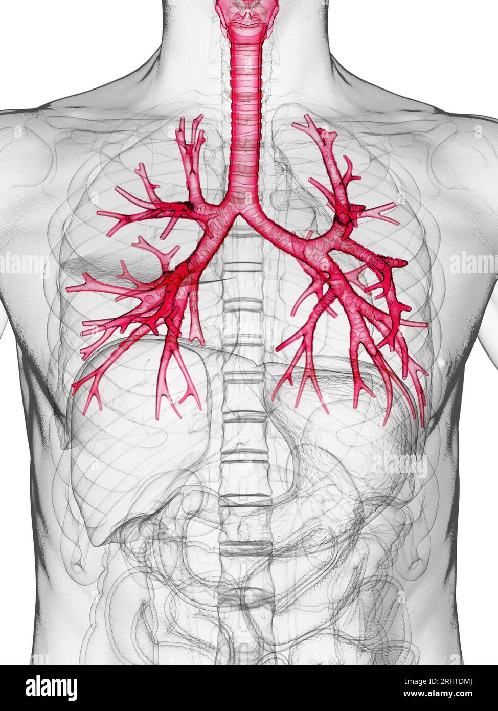 Male bronchi, illustration Stock Photo - Alamy