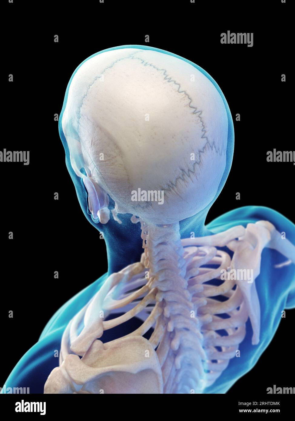 Bones of the head and upper back, illustration Stock Photo - Alamy