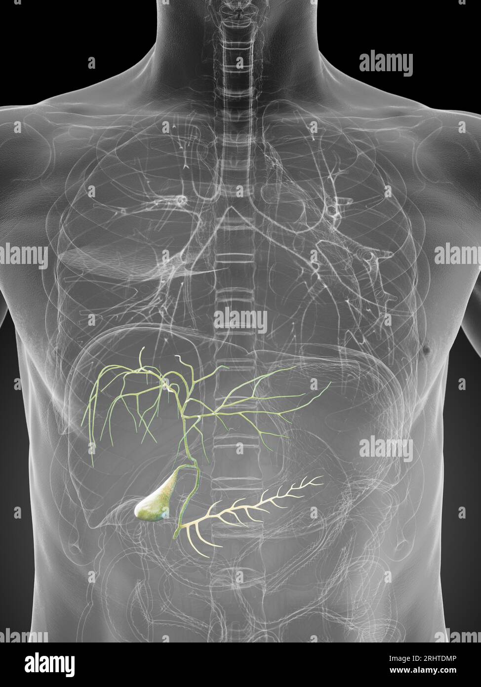 Male gallbladder, illustration Stock Photo - Alamy