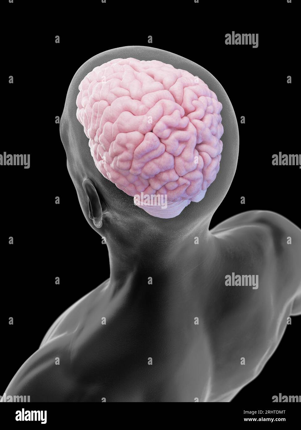 Male brain, illustration Stock Photo - Alamy