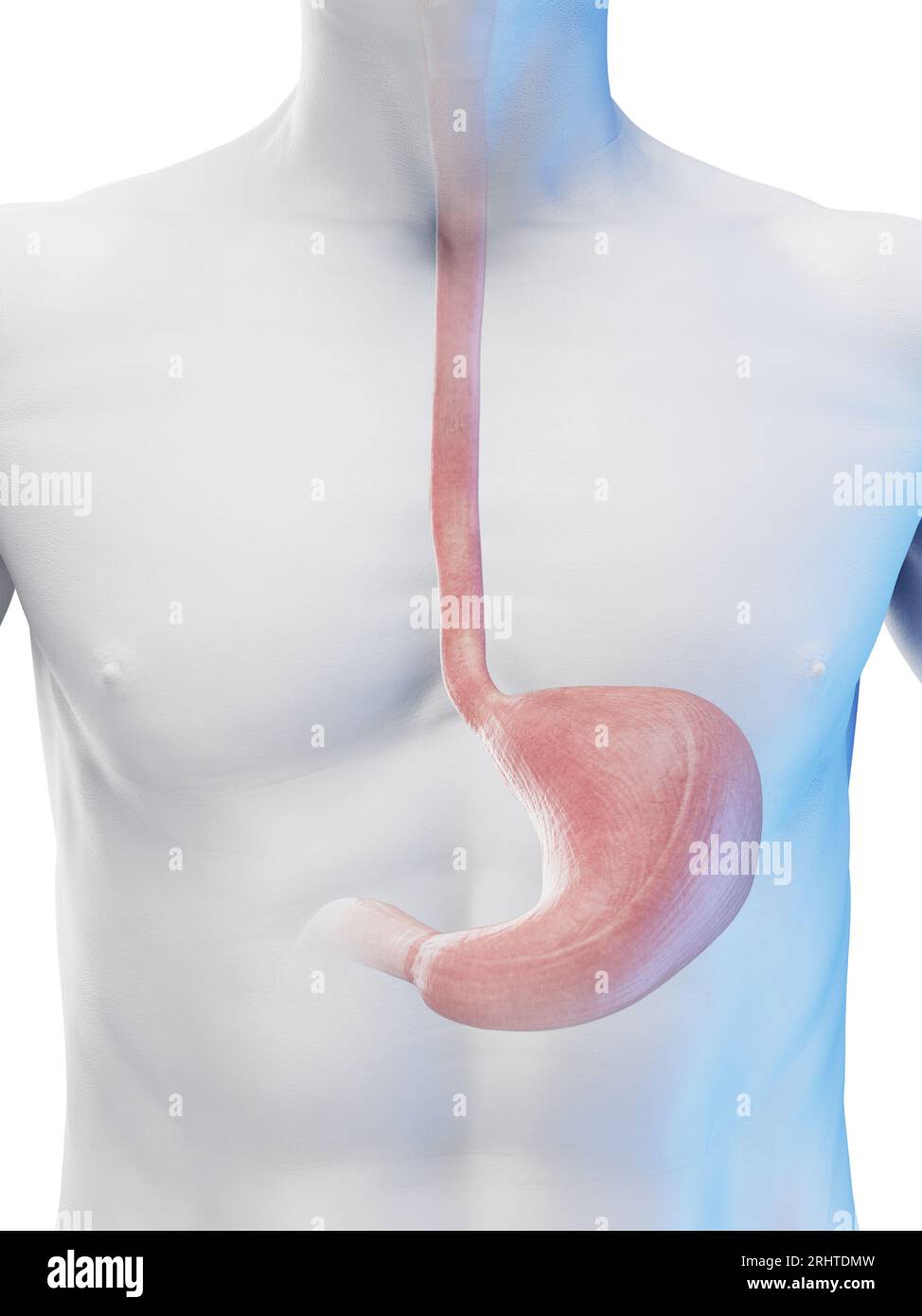Male stomach, illustration Stock Photo - Alamy