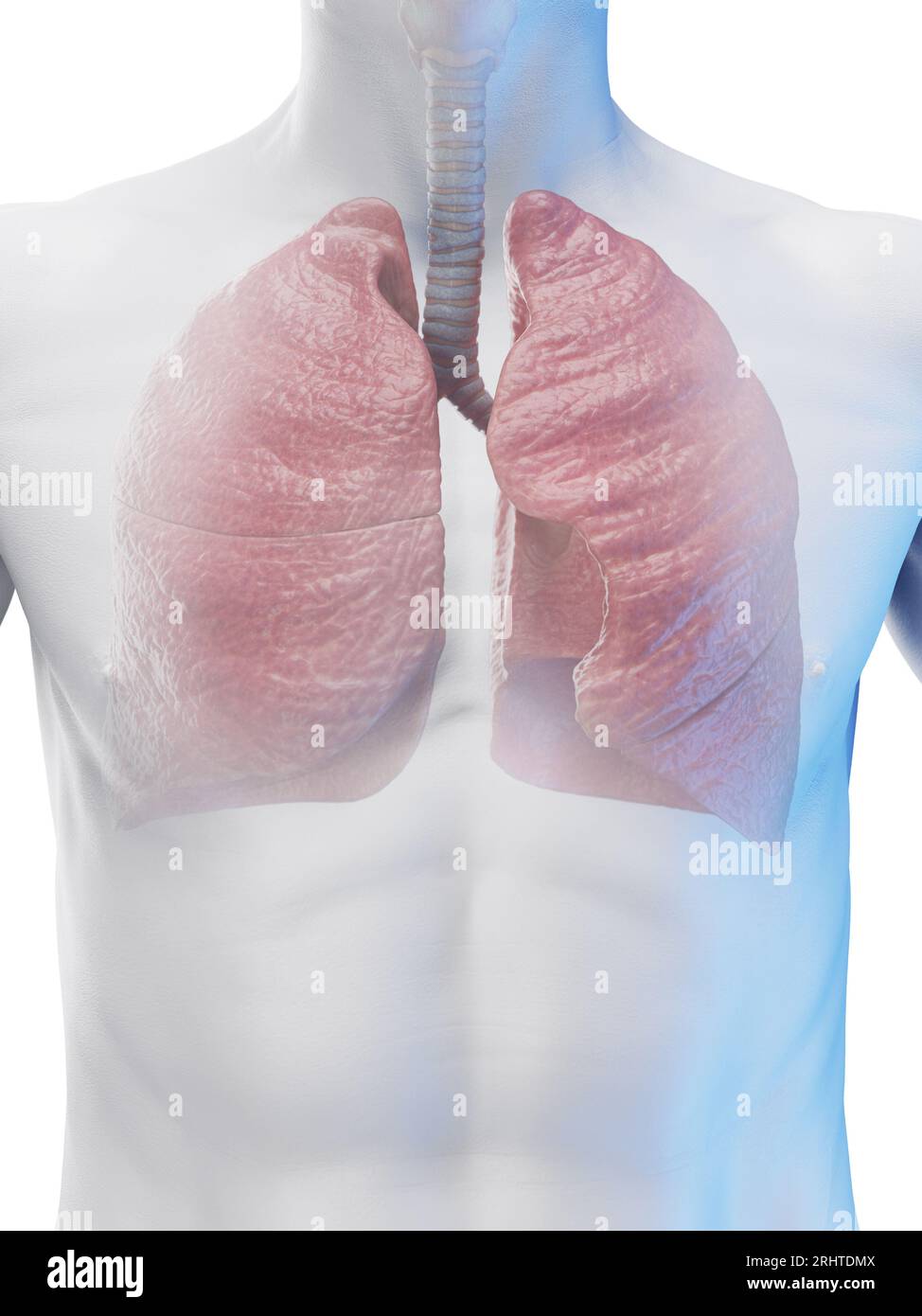 Male lungs, illustration Stock Photo - Alamy