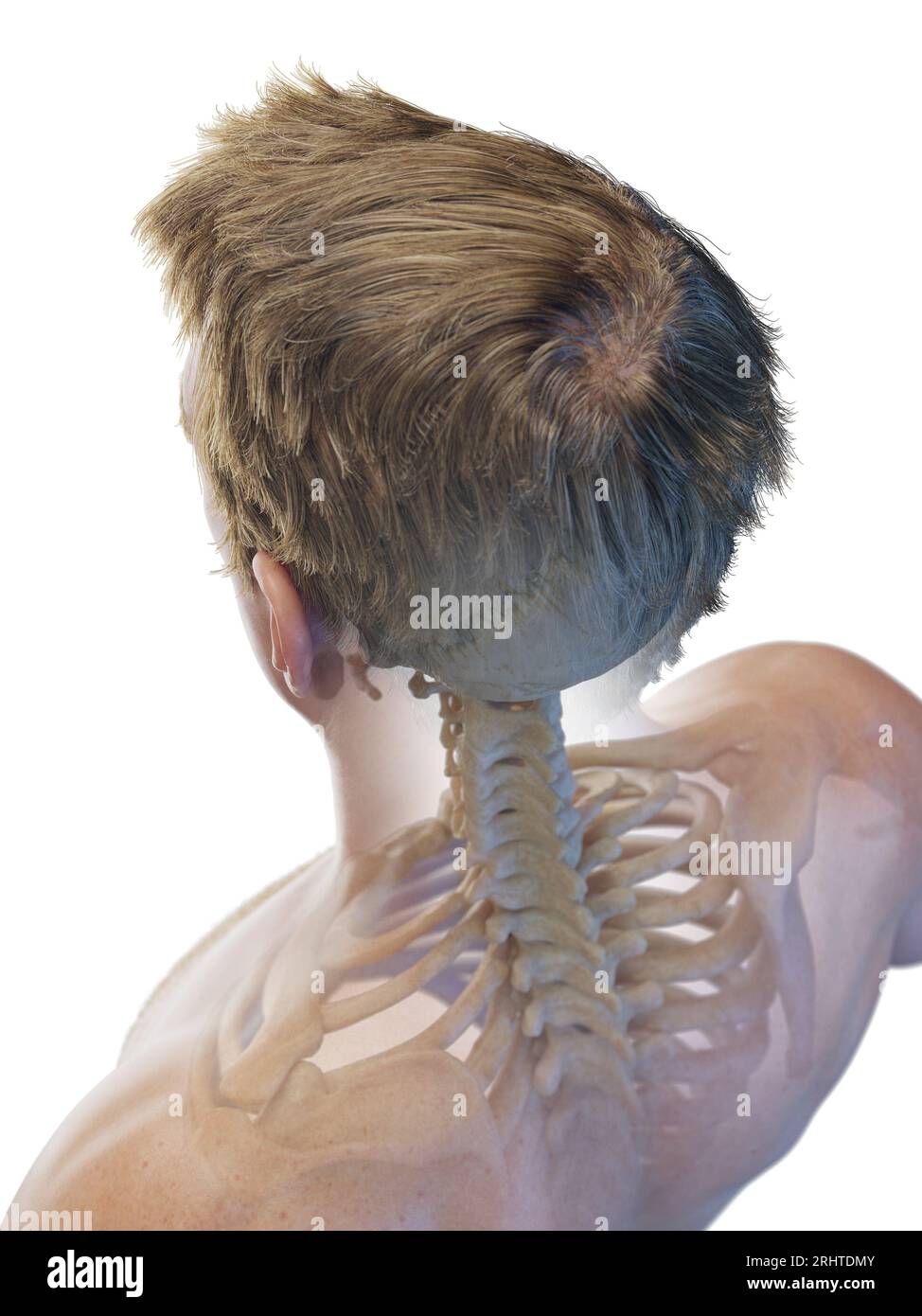 Bones of the head and upper back, illustration Stock Photo - Alamy