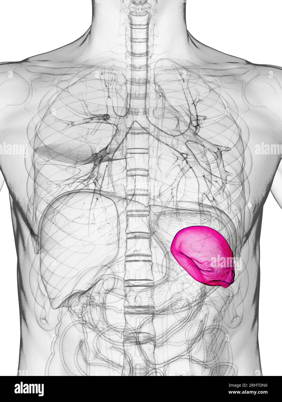 Male spleen, illustration Stock Photo - Alamy