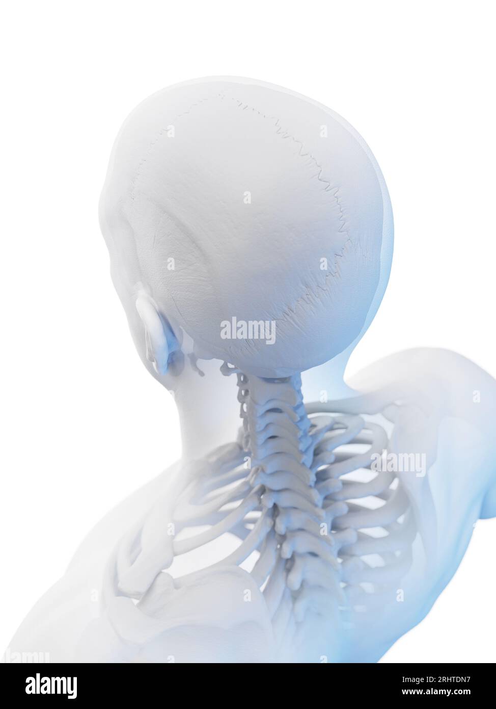 Bones of the head and upper back, illustration Stock Photo - Alamy