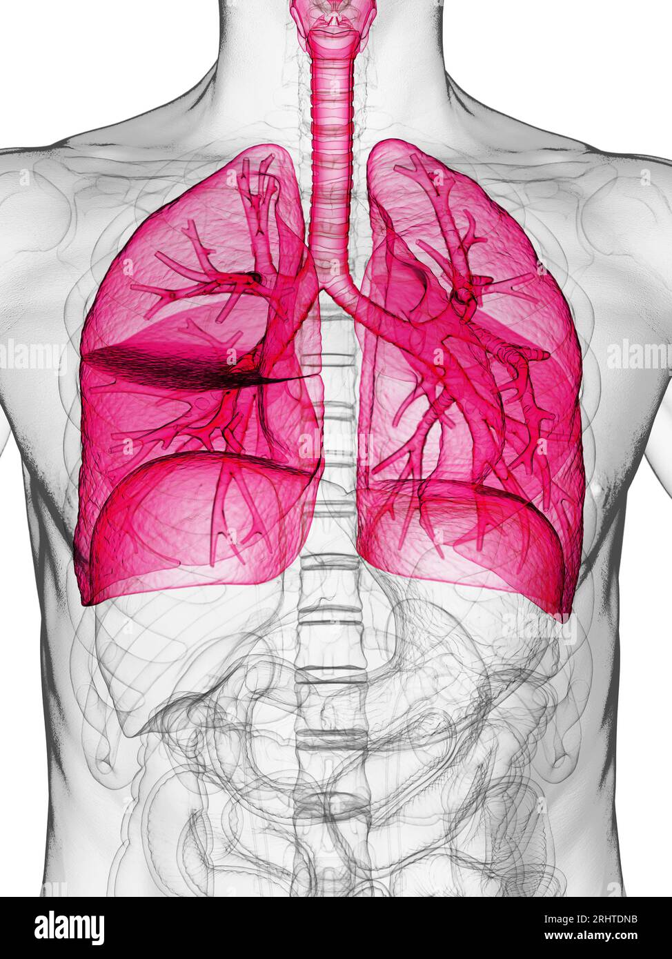 Airway tree hi-res stock photography and images - Alamy