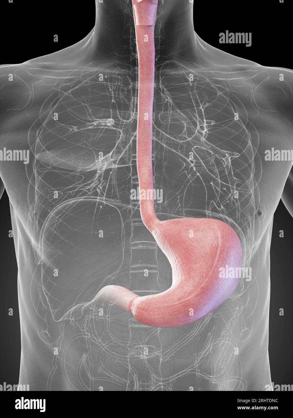 Male stomach, illustration Stock Photo - Alamy