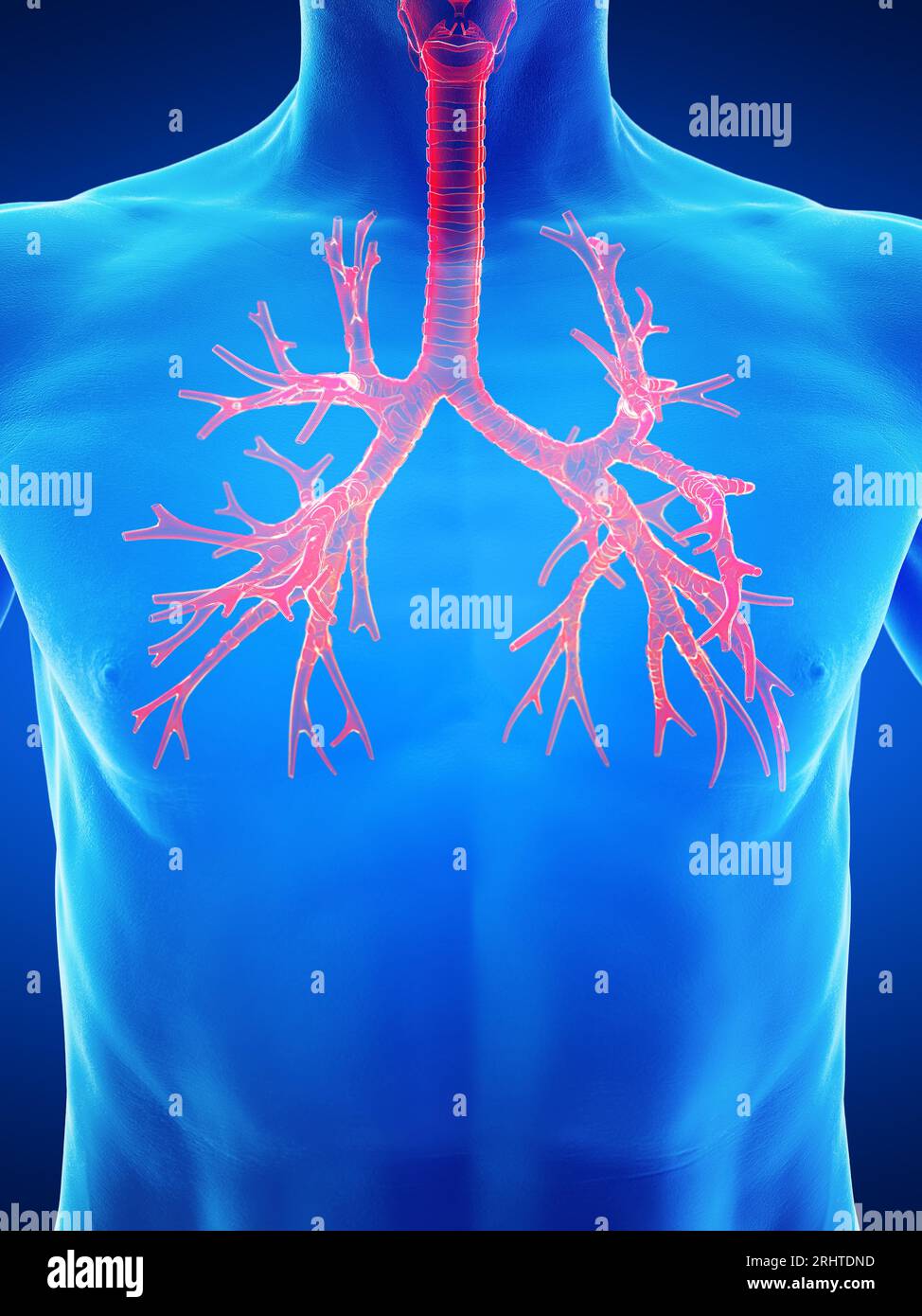 Male bronchi, illustration Stock Photo - Alamy