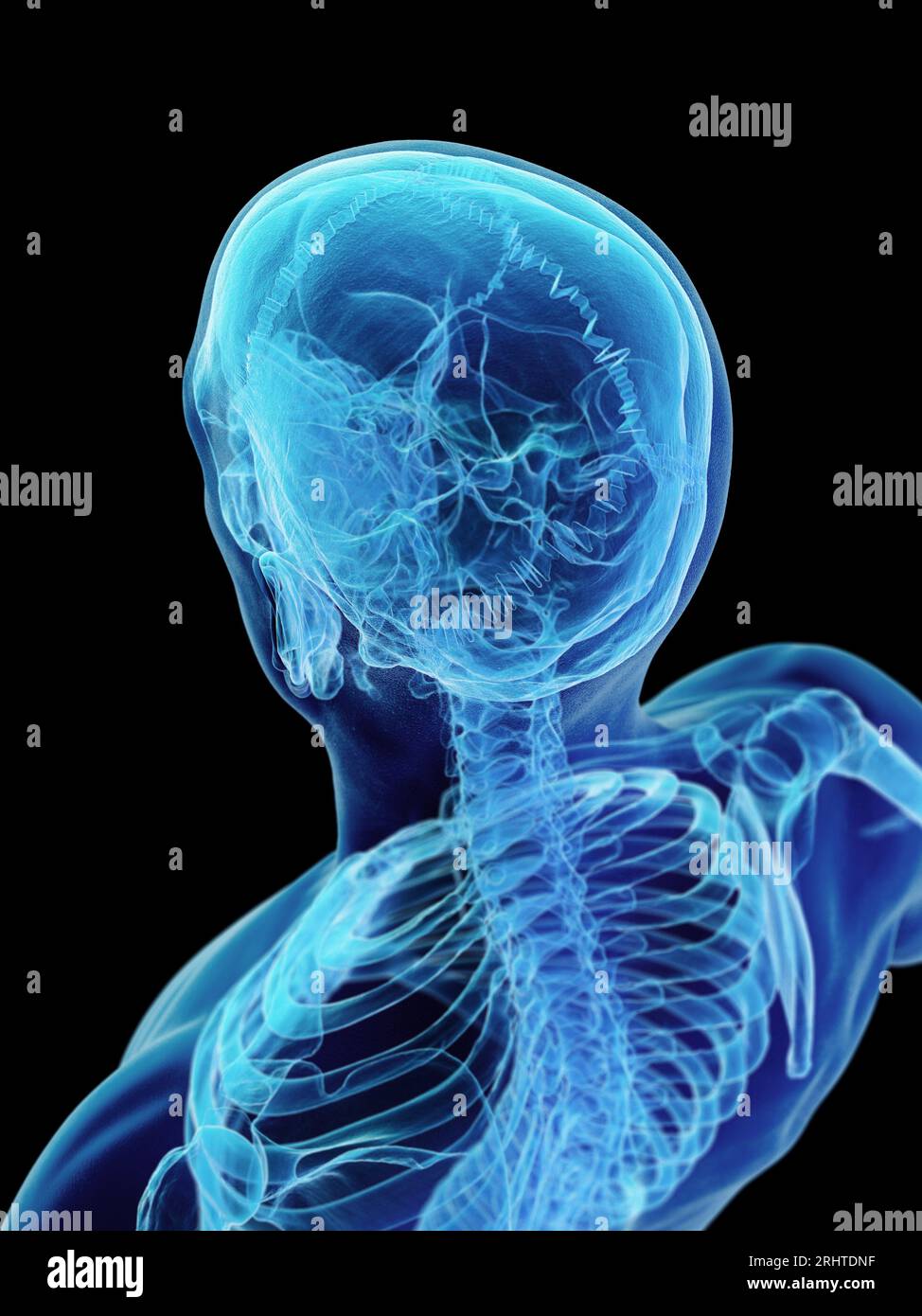 Bones of the head and upper back, illustration Stock Photo - Alamy