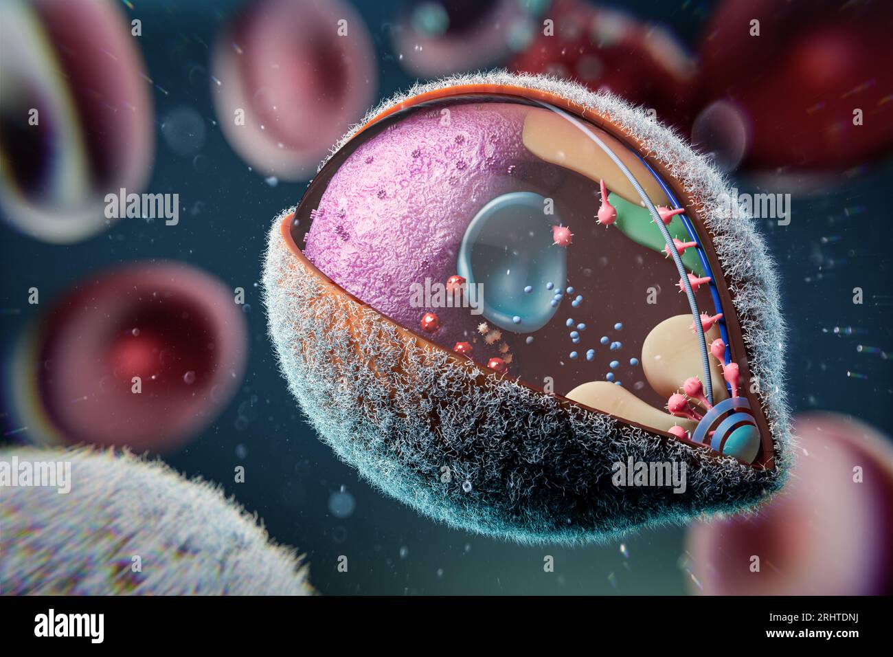 Plasmodium falciparum parasite, illustration Stock Photo - Alamy