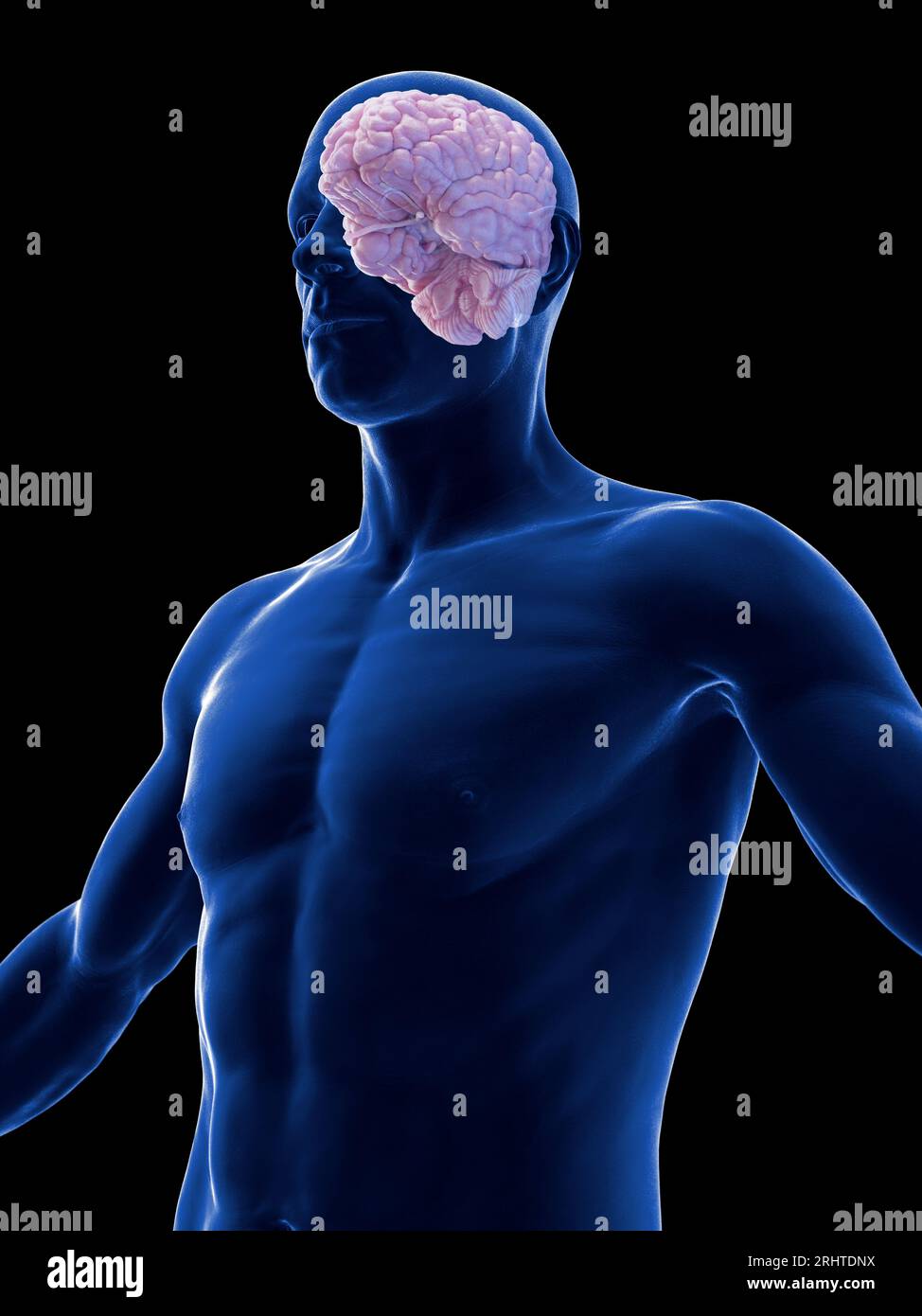 Anterior frontal lobe brain hi-res stock photography and images - Alamy