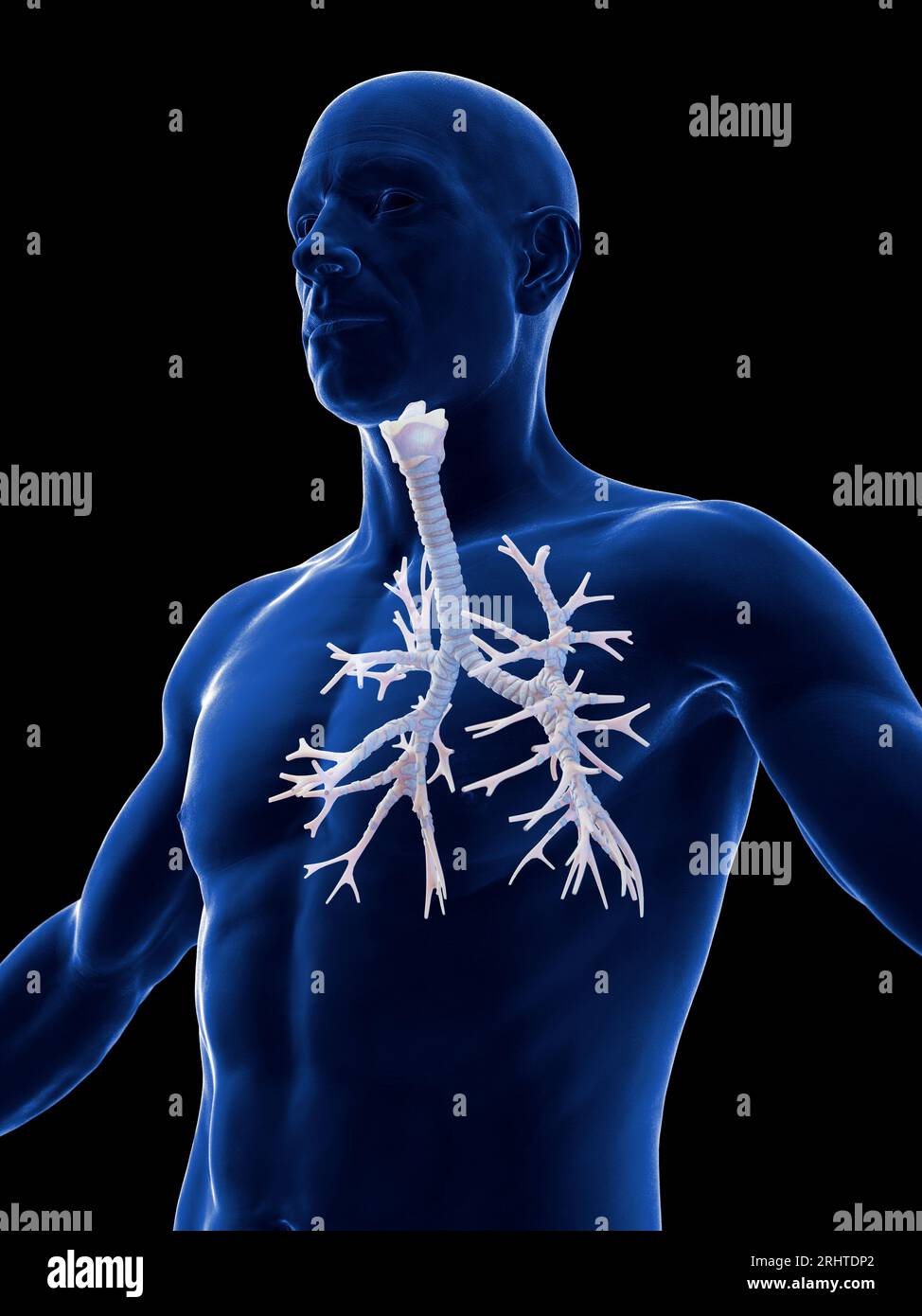 Male bronchi, illustration Stock Photo - Alamy