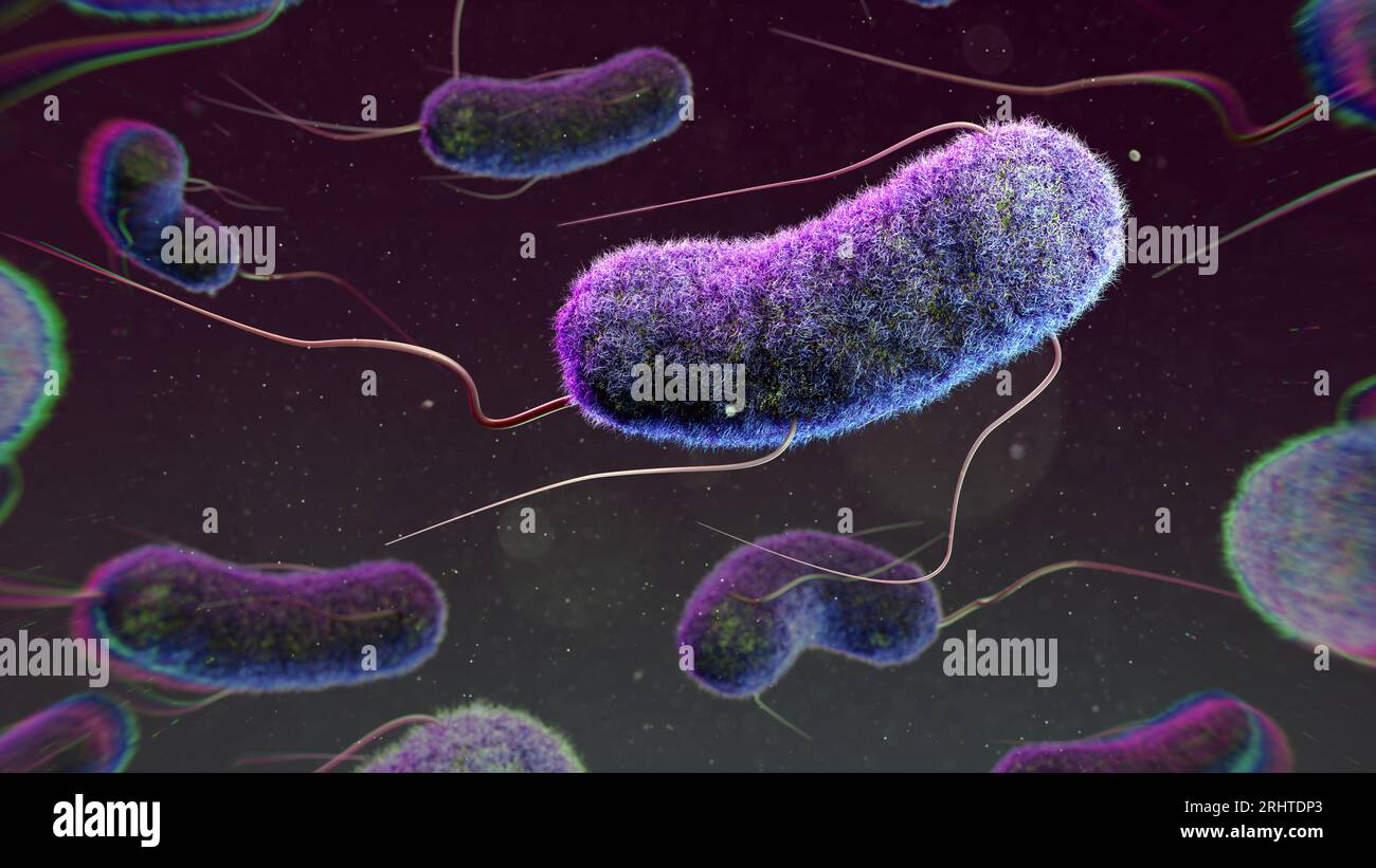 E. coli bacteria, illustration Stock Photo - Alamy