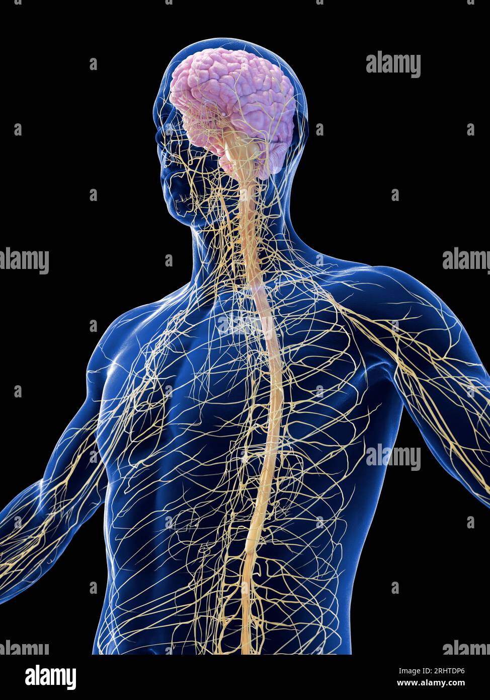 Male nervous system, illustration Stock Photo - Alamy