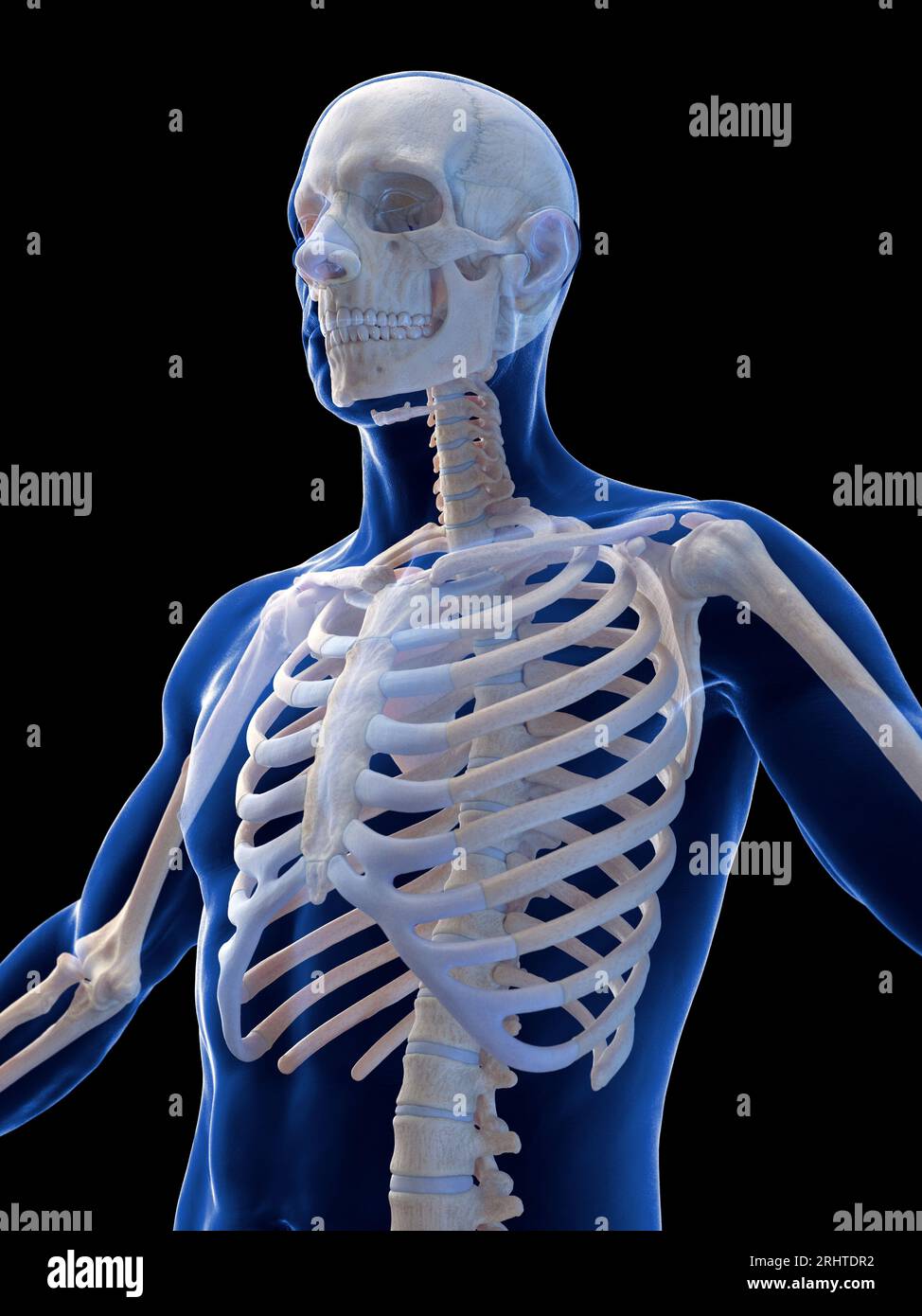 Male skeletal system, illustration Stock Photo - Alamy