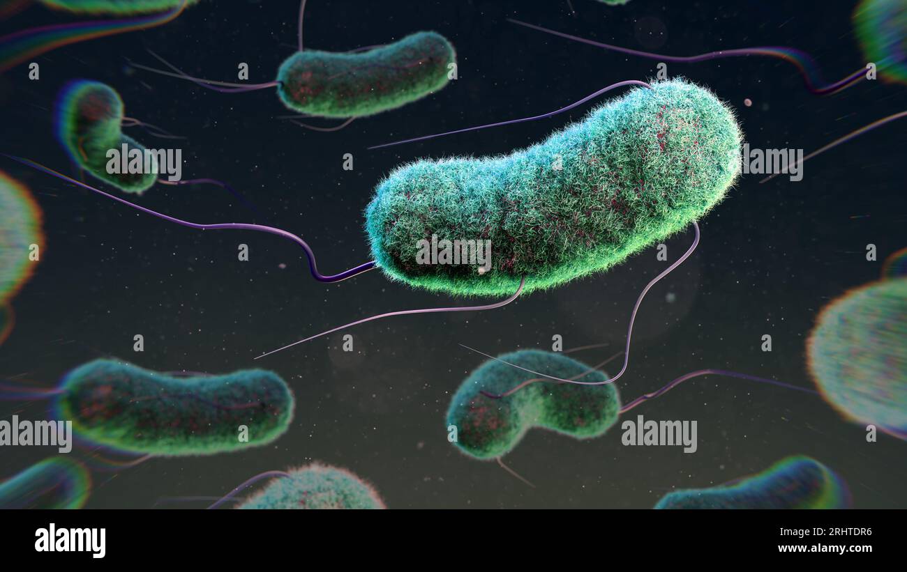 E. coli bacteria, illustration Stock Photo - Alamy
