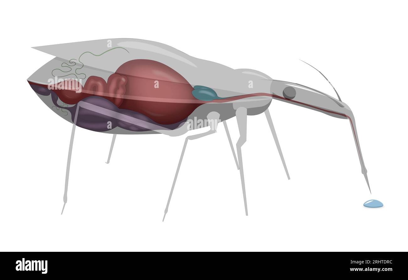 Kissing bug, illustration Stock Photo - Alamy