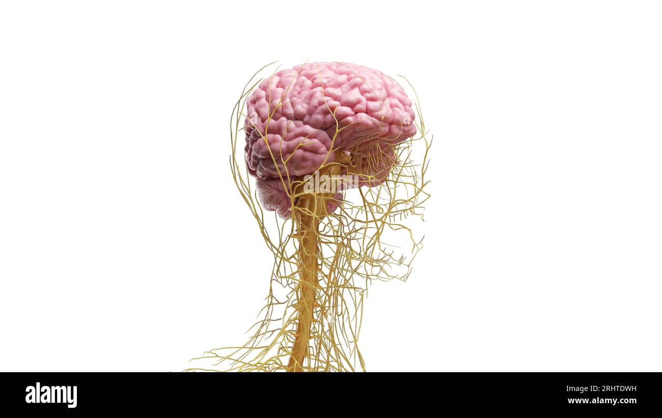 Nervous system, illustration Stock Photo - Alamy