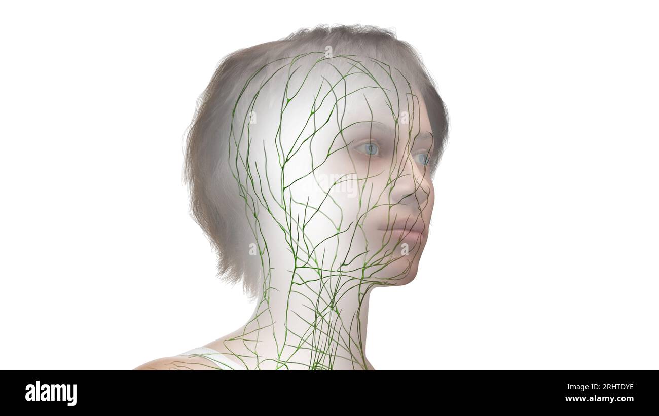 Lymphatic system of the head, illustration Stock Photo - Alamy