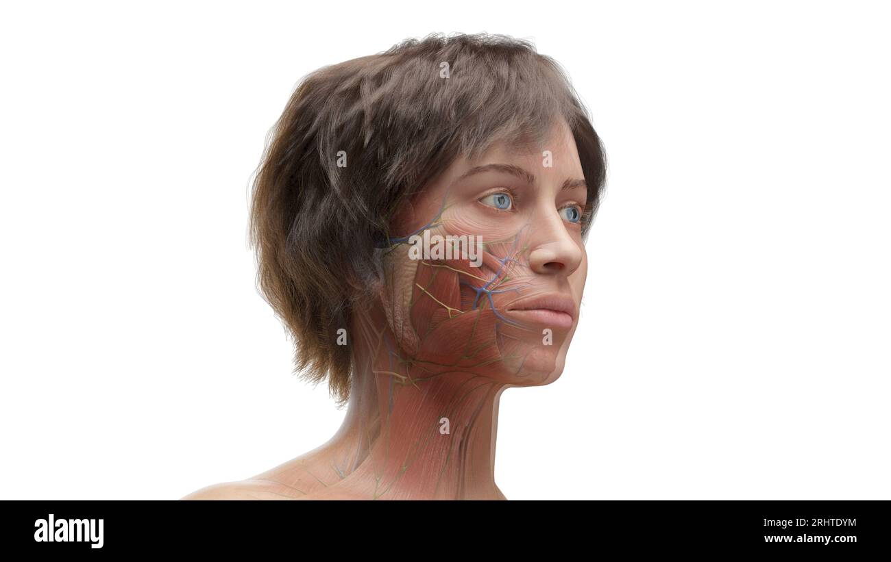 Muscles of the head, illustration Stock Photo - Alamy