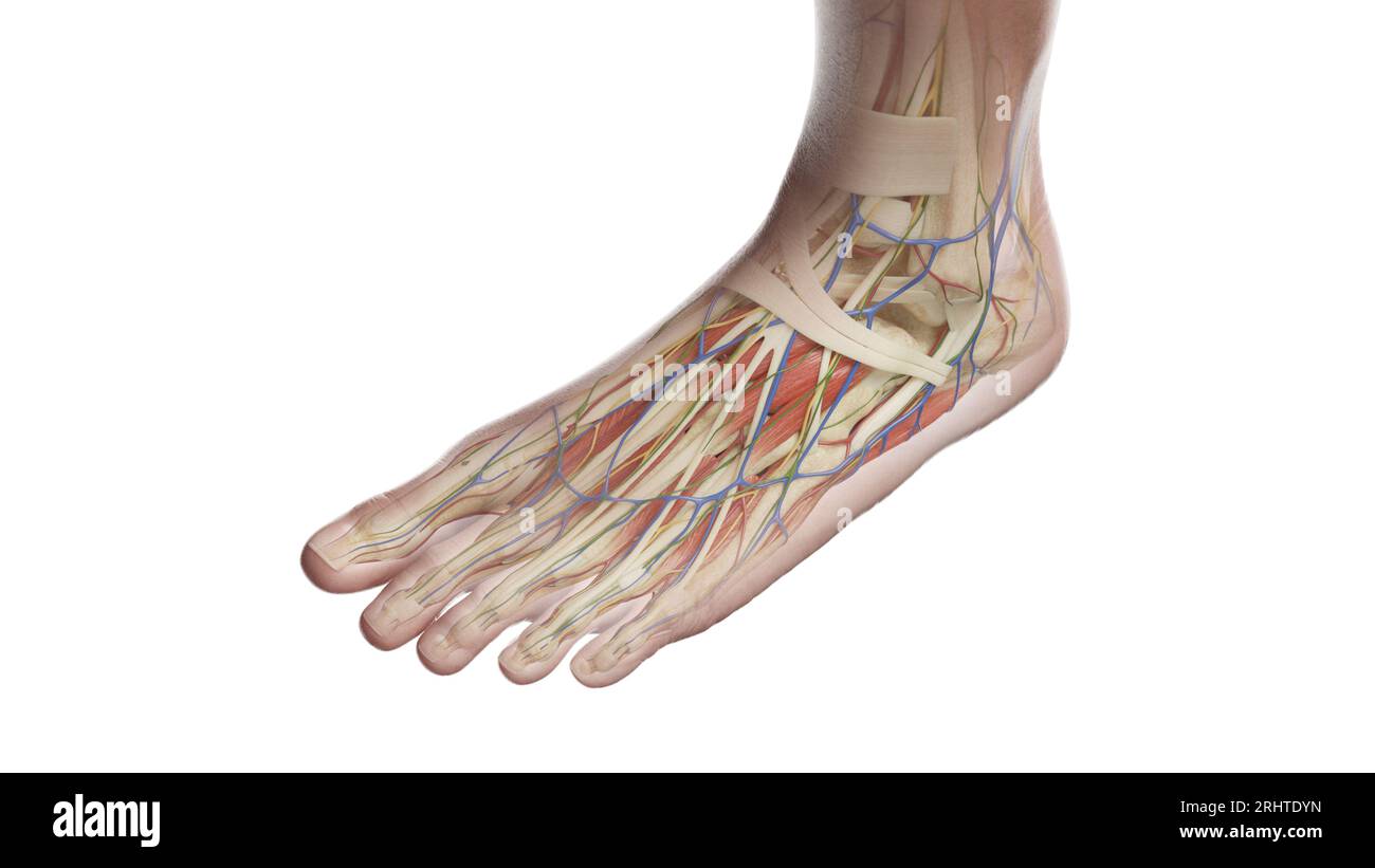 Anatomy of the left foot, illustration Stock Photo - Alamy