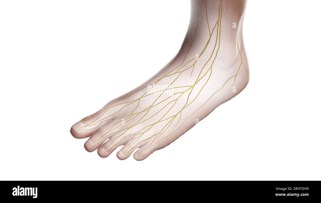 Nerves of the left foot, illustration Stock Photo - Alamy