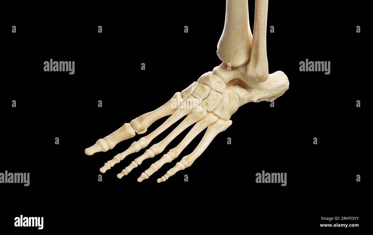 Bones of the left foot, illustration Stock Photo - Alamy