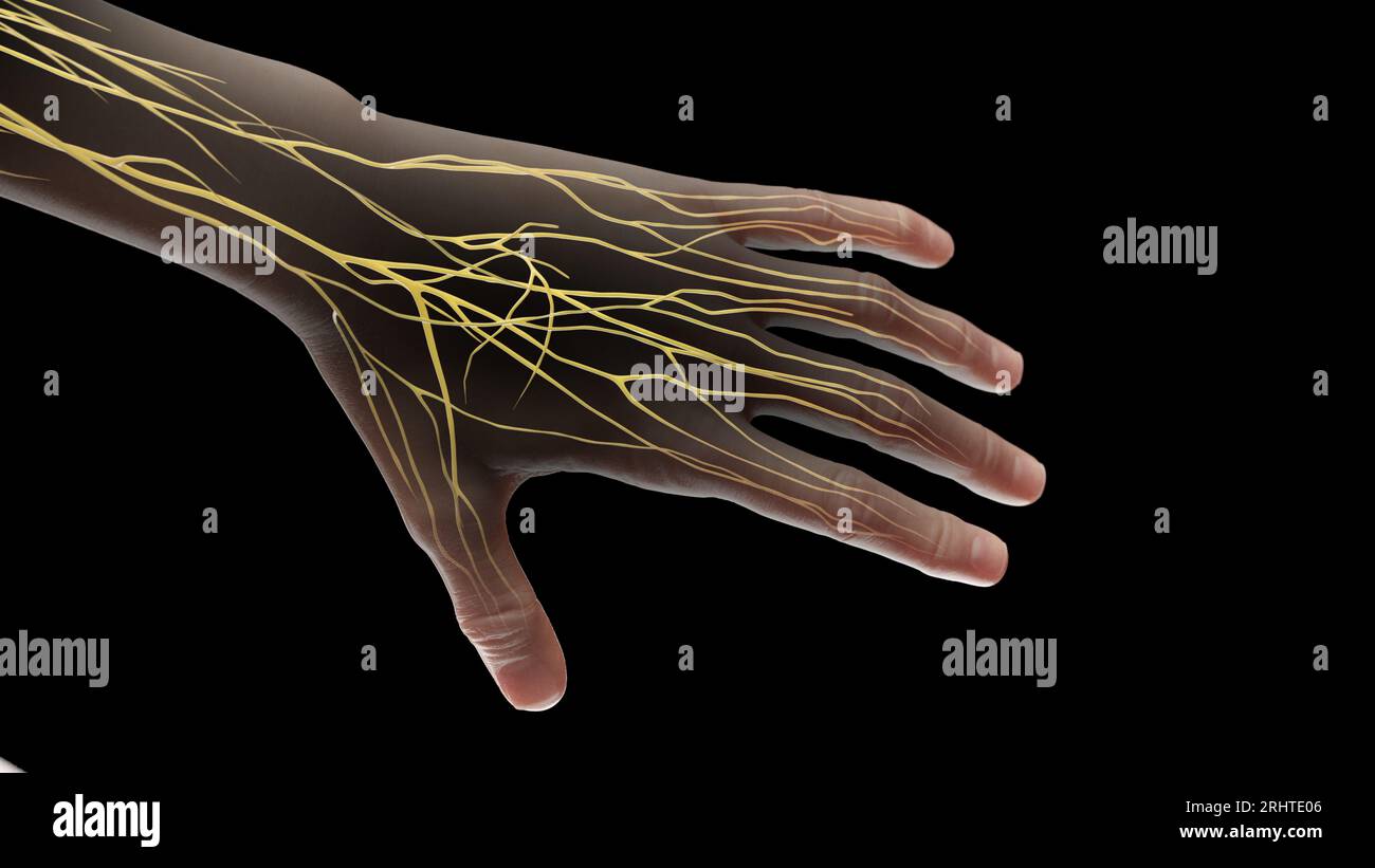 Nerves of the left hand, illustration Stock Photo - Alamy