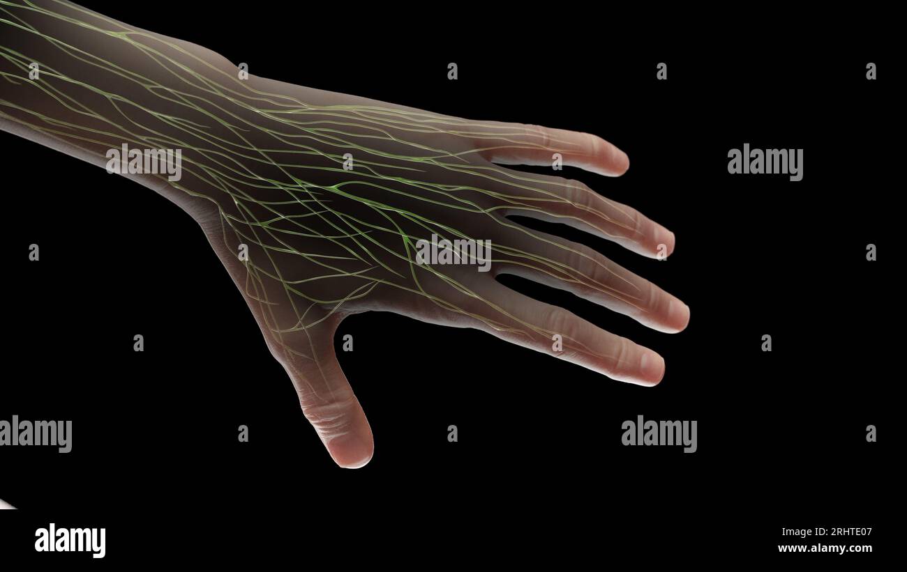 Lymphatic vessels of the hand hi-res stock photography and images - Alamy
