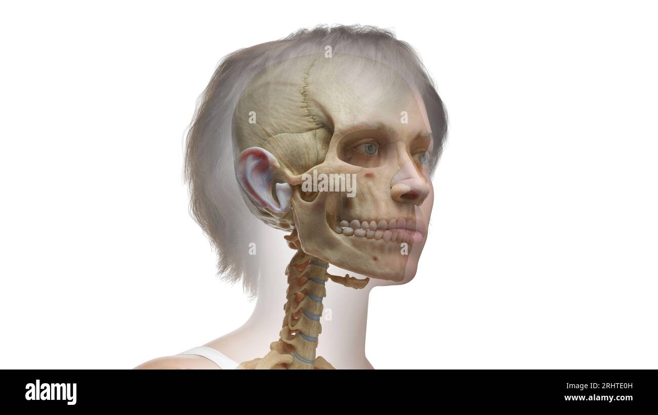 Bones of the head, illustration Stock Photo - Alamy