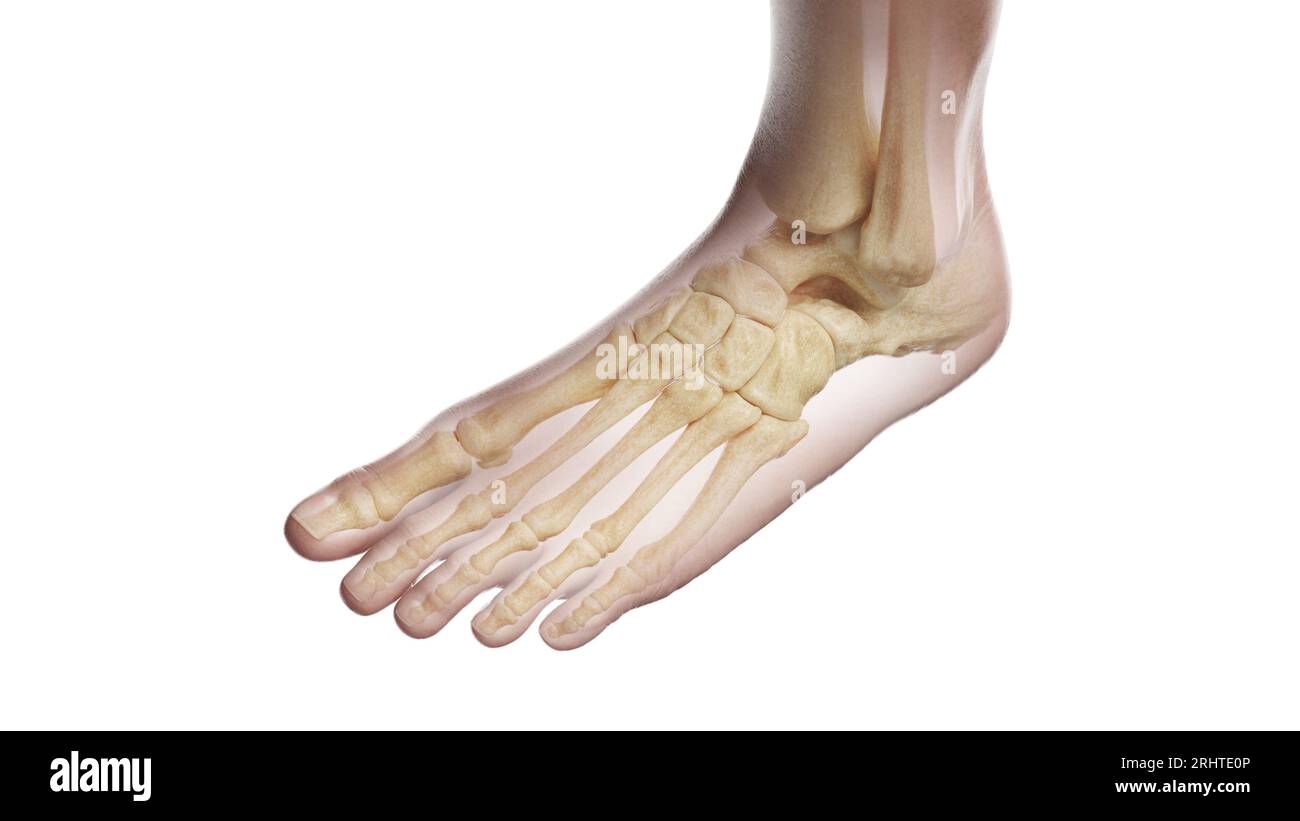 Left Foot Bones