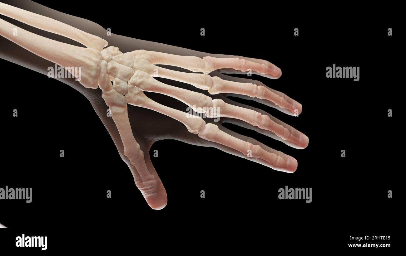 Bones of the left hand, illustration Stock Photo - Alamy