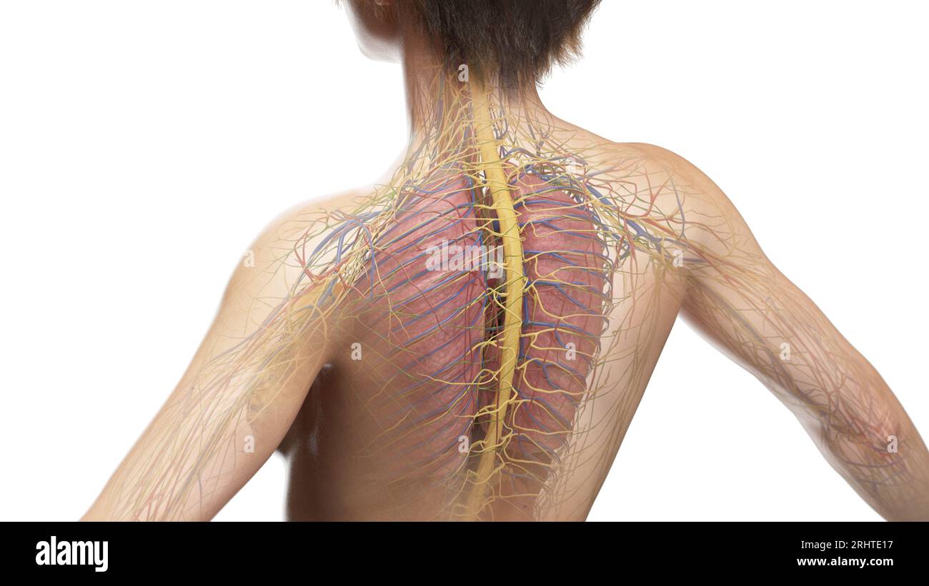 Upper back anatomy, illustration Stock Photo - Alamy