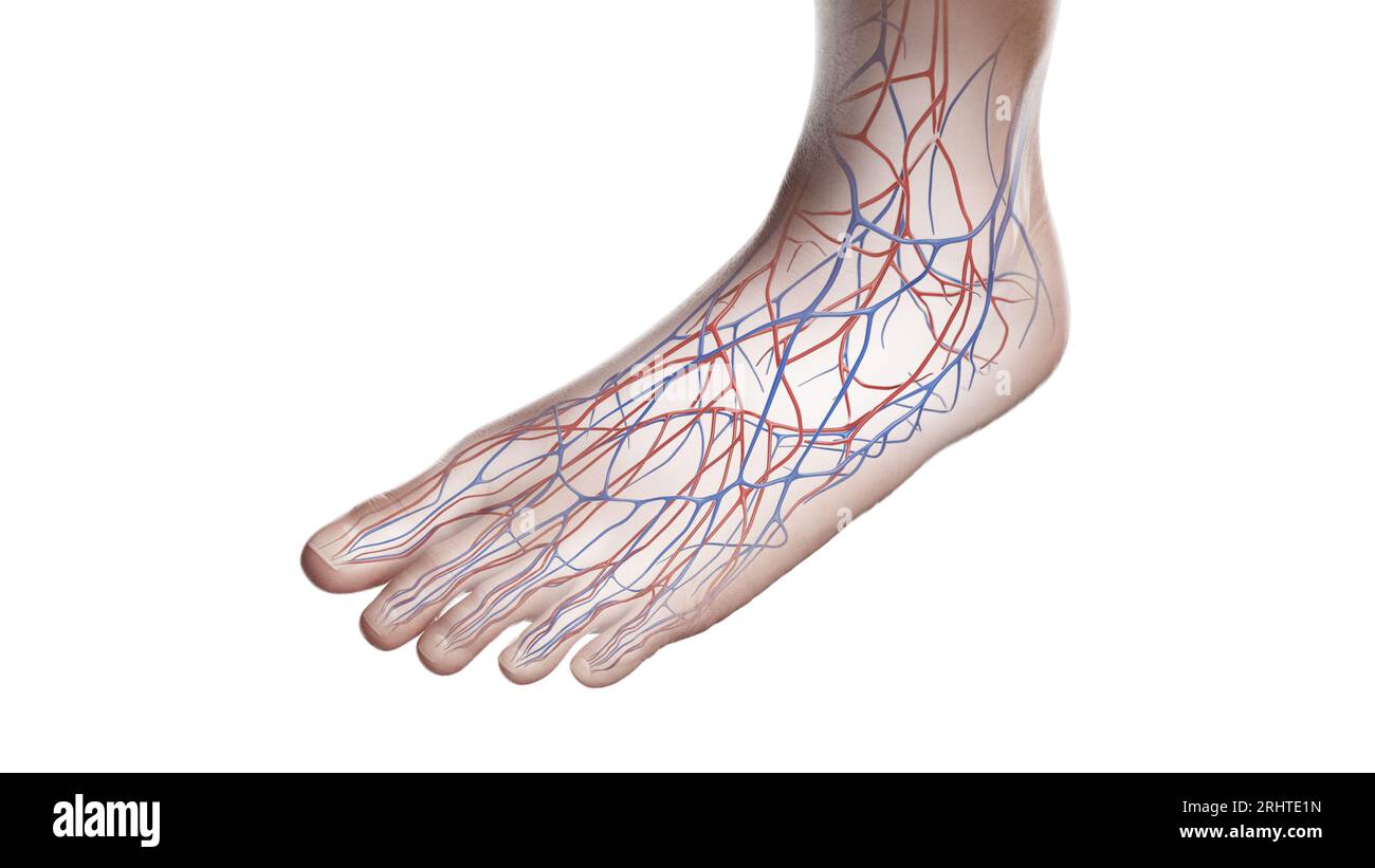 Vascular system of the left foot, illustration Stock Photo - Alamy