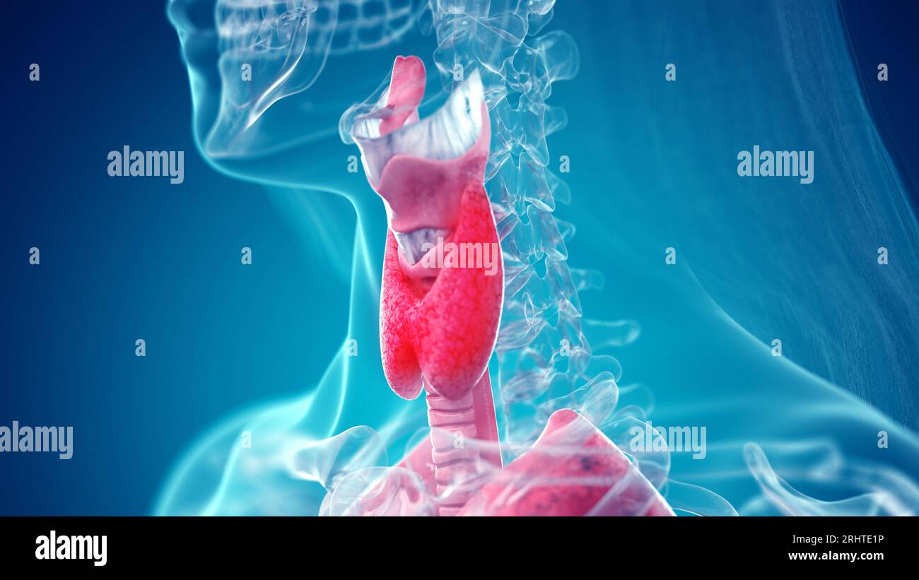 Neck anatomy, illustration Stock Photo - Alamy