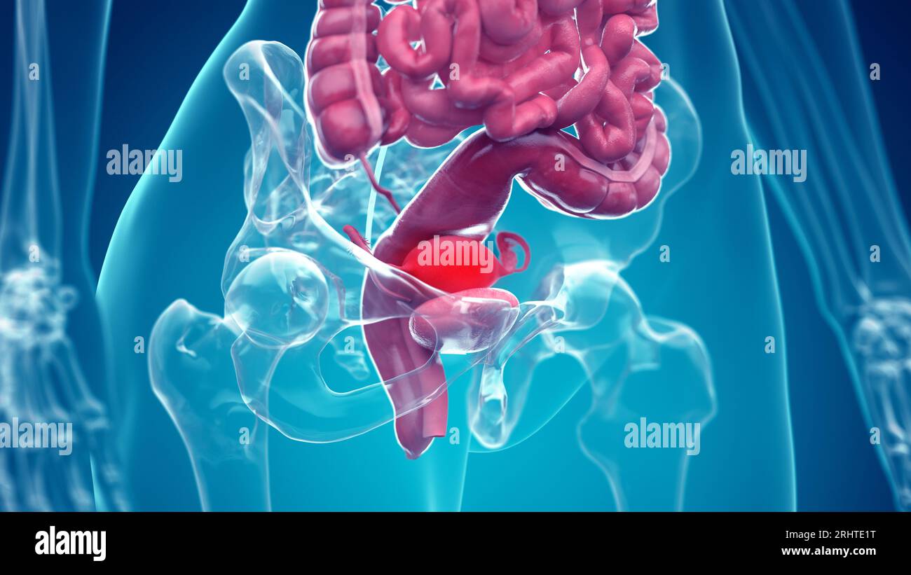 Abdominal and reproductive organs hi-res stock photography and images ...