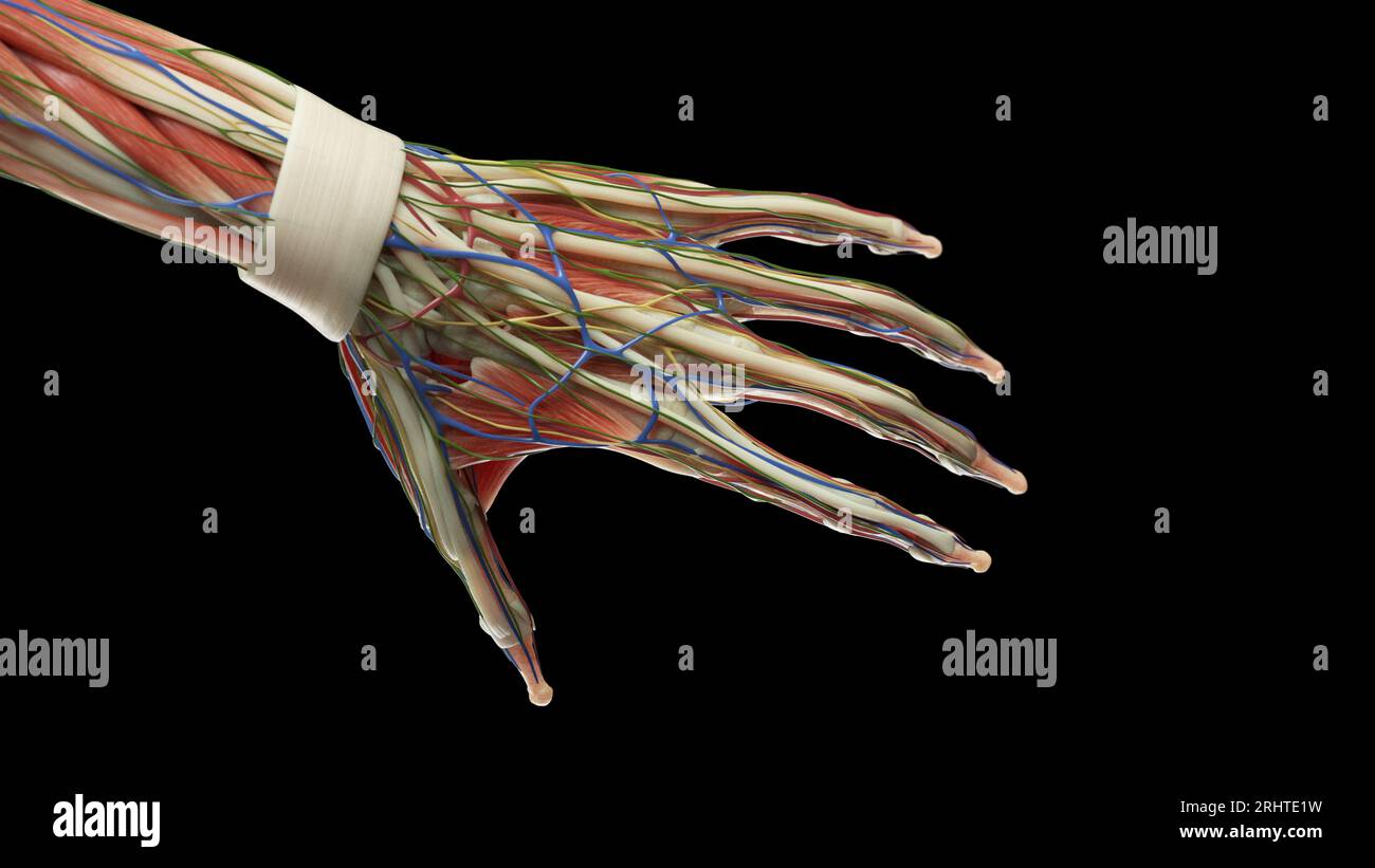 Anatomy of the left hand, illustration Stock Photo - Alamy